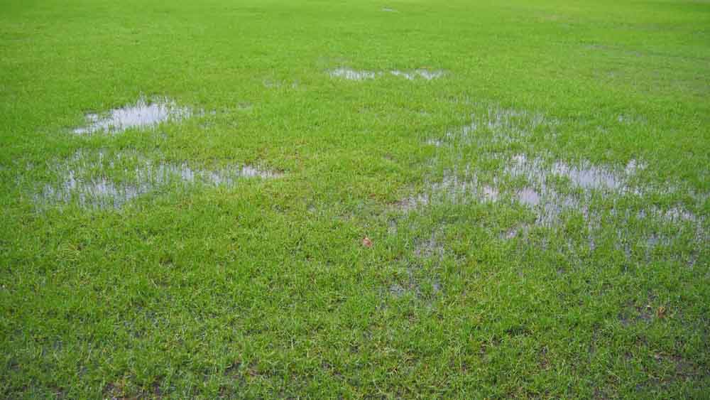 Top Signs of a Damaged Sewer Line | Steady Flow Sewer & Drain